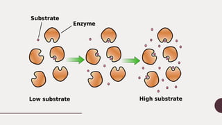 Enzyme kinetics presentation | PPTX