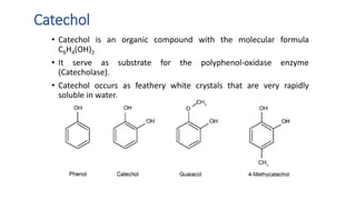 Enzyme lab class | PPT