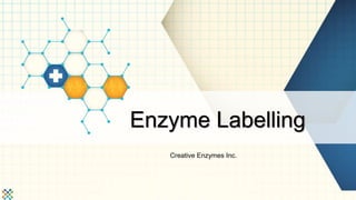 Enzyme labelling | PPTX | Chemistry | Science