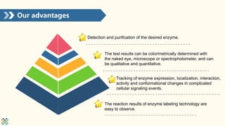 Enzyme labelling | PPTX | Chemistry | Science
