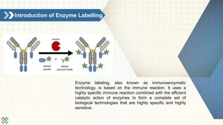 Enzyme labelling | PPTX | Chemistry | Science