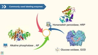 Enzyme labelling | PPTX | Chemistry | Science