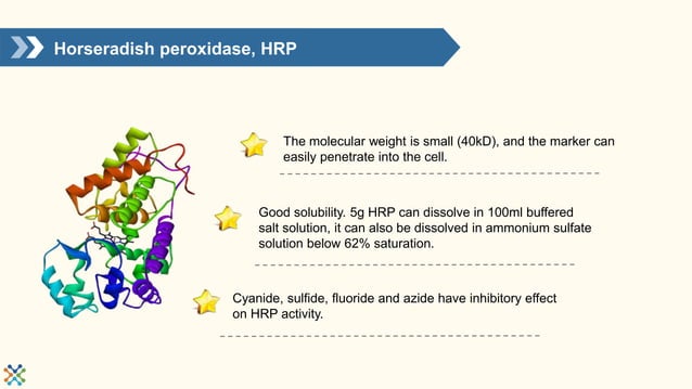 Enzyme labelling | PPTX | Chemistry | Science