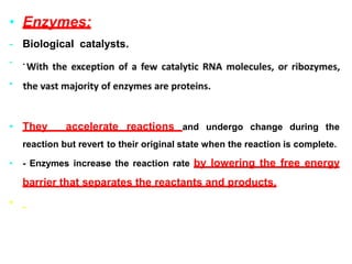 enzyme lecture ppt.pptx