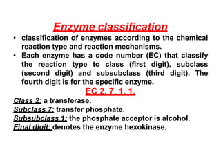 enzyme lecture ppt.pptx