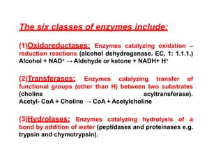 enzyme lecture ppt.pptx