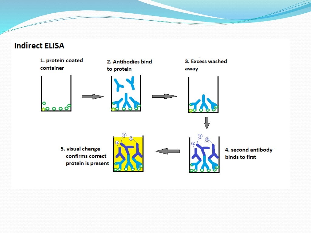 Enzyme linked immunosorbent assay (elisa)