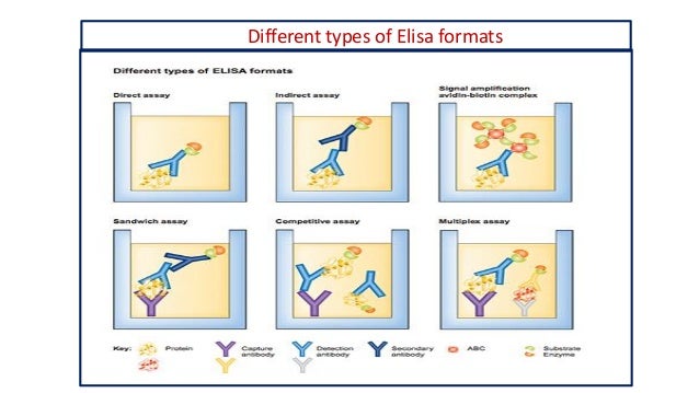 Four Types Of Elisa Assay