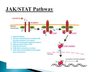 Enzyme linked receptor | PPT