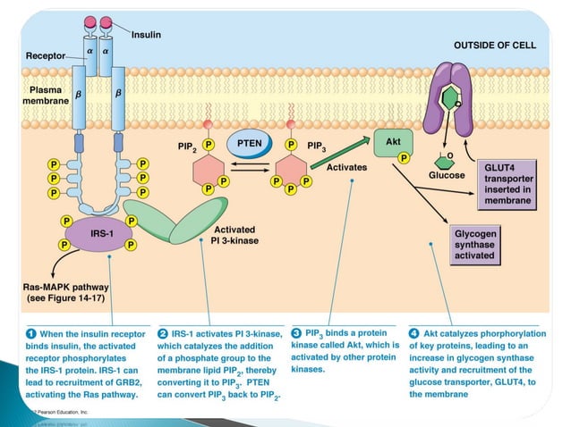 Enzyme linked receptor | PPT | Endocrine and Metabolic Diseases ...