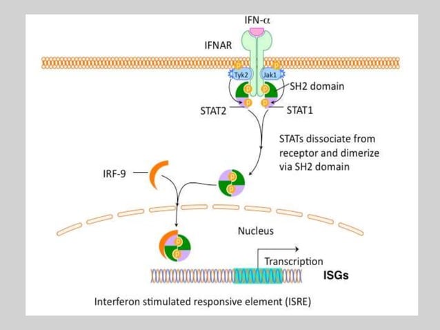 Enzyme linked receptors | PPTX