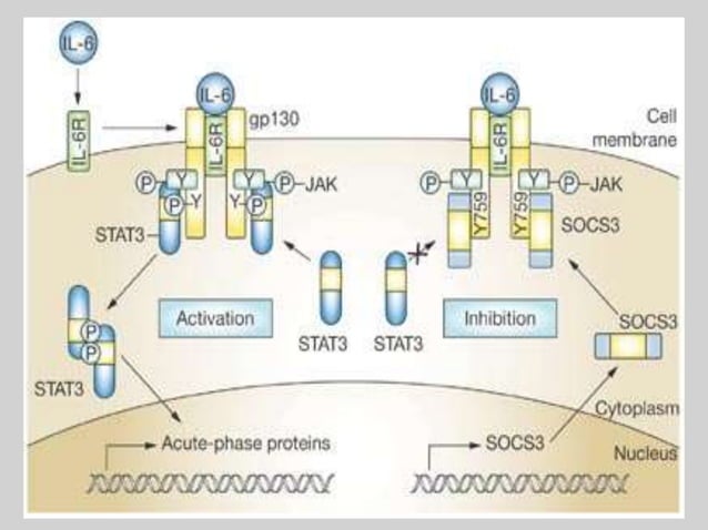 Enzyme linked receptors | PPTX