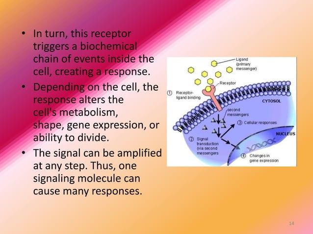 Enzyme linked receptors (1) | PPTX | Endocrine and Metabolic Diseases ...