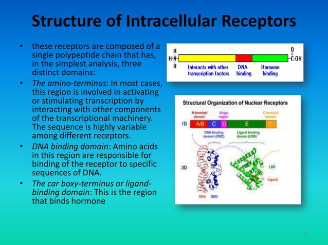 Enzyme linked receptors (1) | PPTX | Endocrine and Metabolic Diseases ...