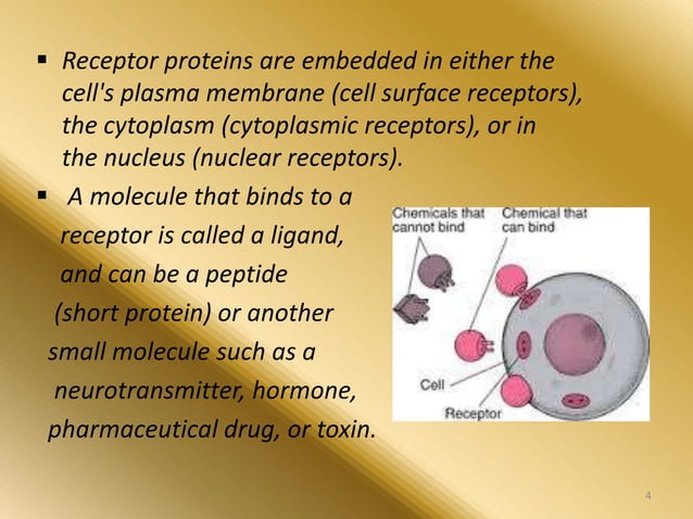 Enzyme linked receptors (1) | PPTX | Endocrine and Metabolic Diseases ...