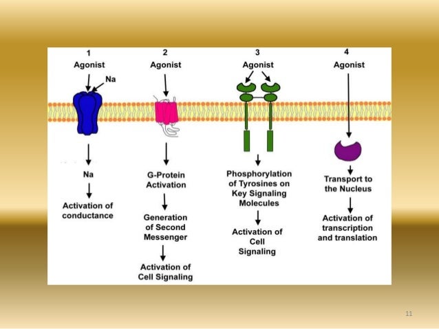 Enzyme linked receptors (1)