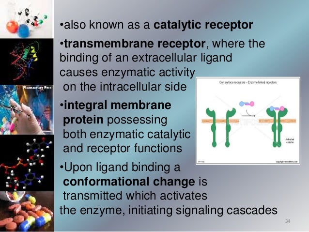 Enzyme linked receptors (1)