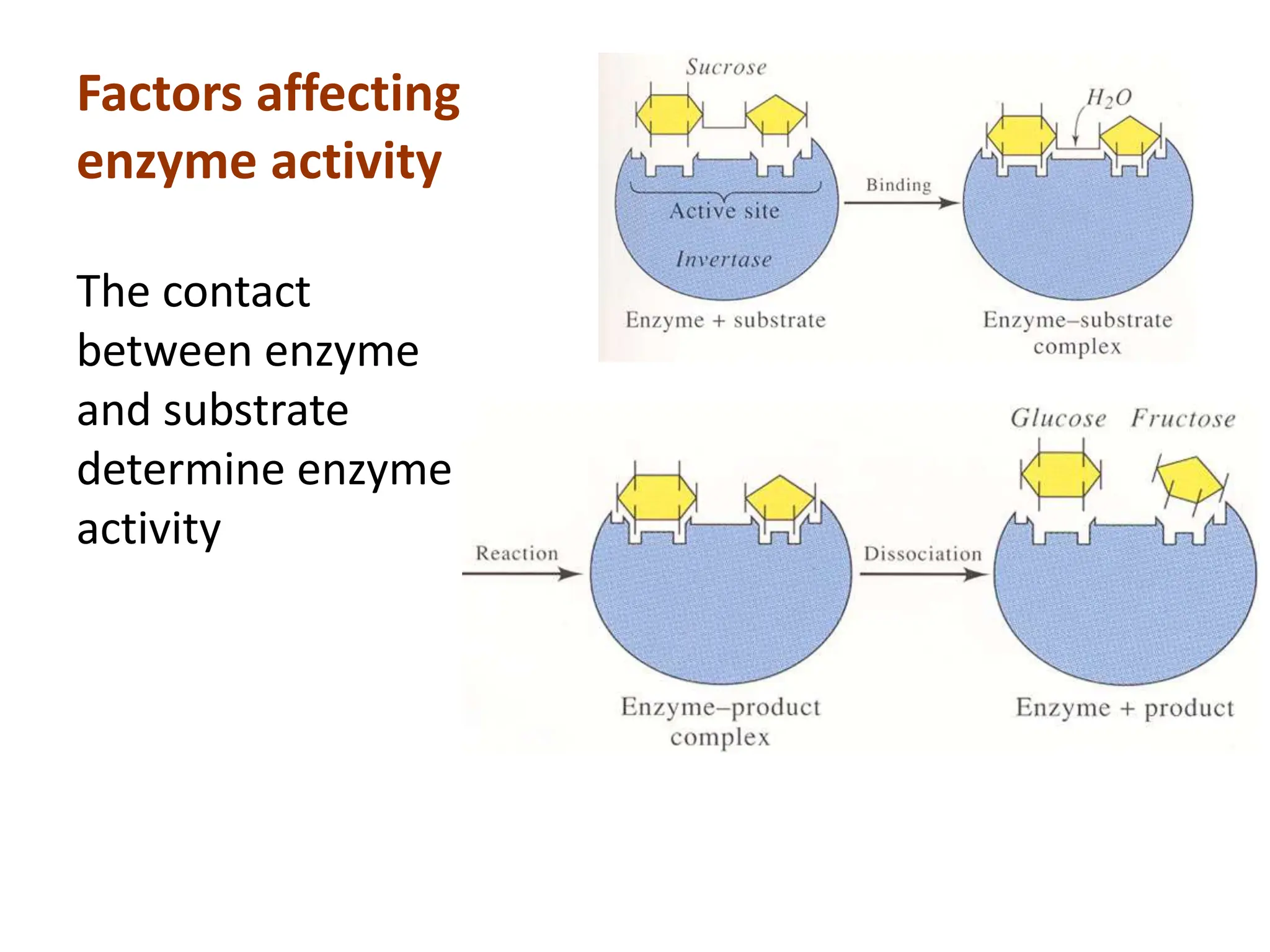Enzyme notes biochemistry Satyanarayan.pdf