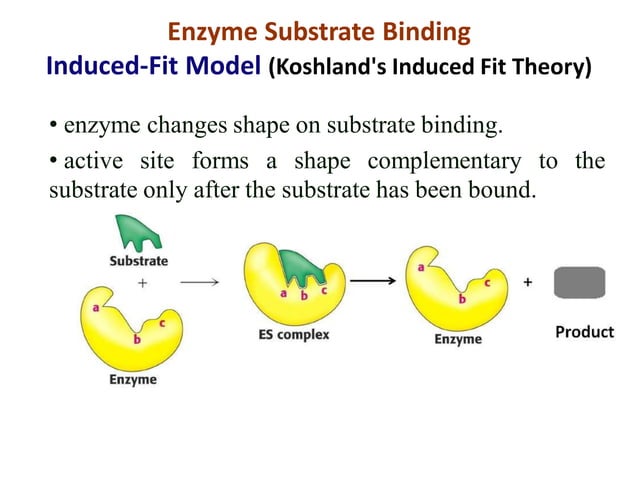 Enzyme notes biochemistry Satyanarayan.pdf | Chemistry | Science