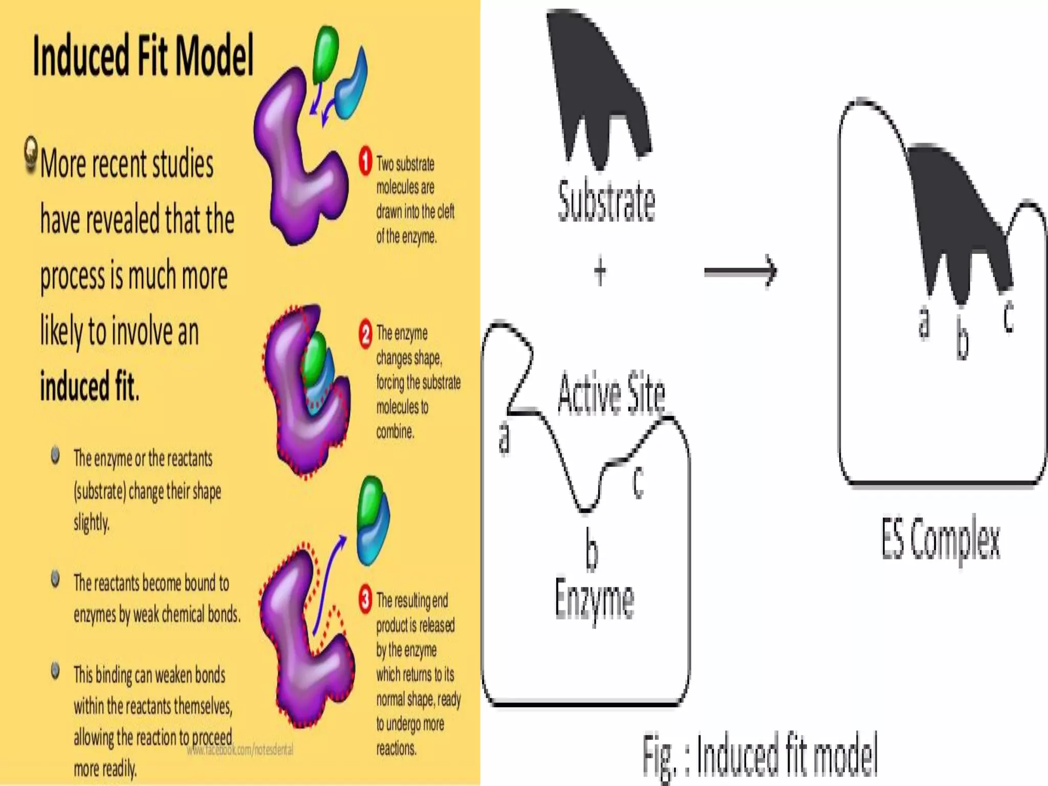 Enzyme mechanism | PDF
