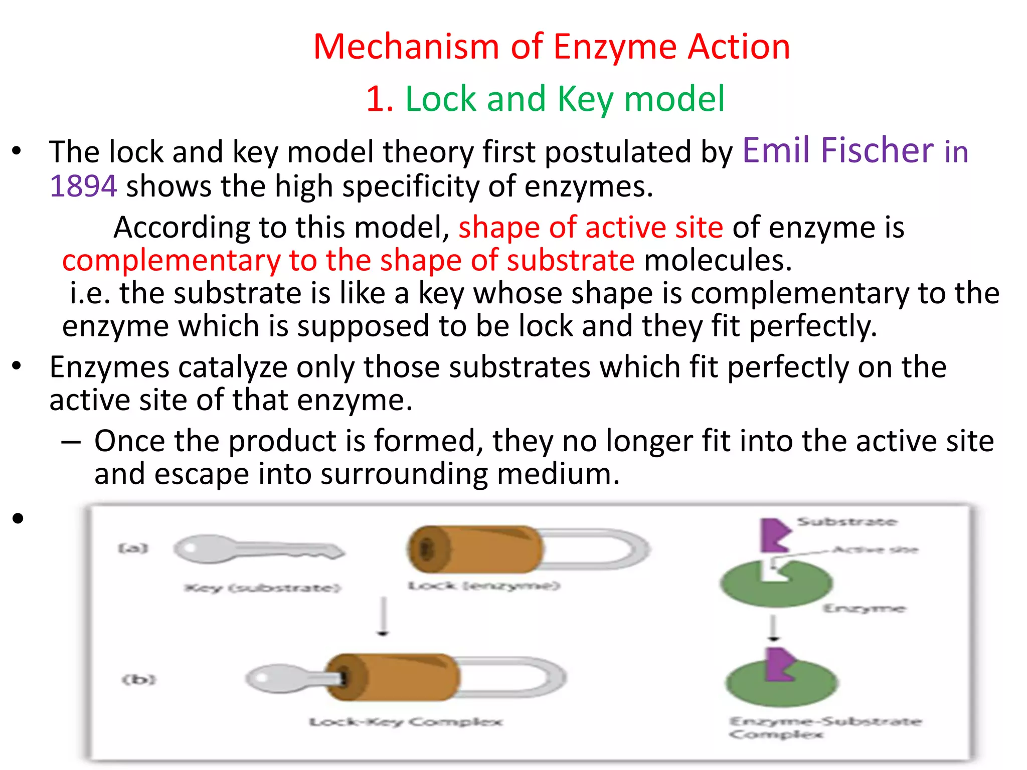 Enzyme mechanism | PDF