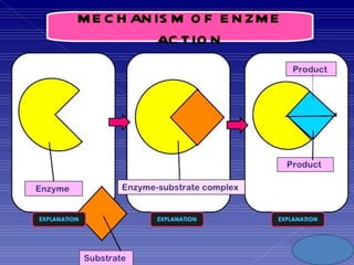 Enzyme mechanism | PPT