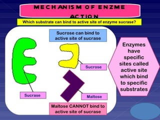 Enzyme mechanism | PPT