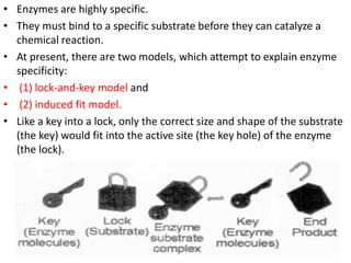 Enzyme mechanism | PDF