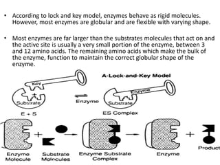 Enzyme mechanism | PDF