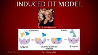 Enzyme Mechanism | PPTX