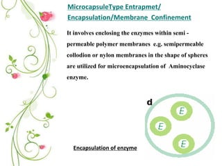 Enzyme of immobilization by kk sahu | PPTX