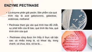 Enzyme pectinase.pptx