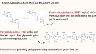 Enzyme pectinase.pptx