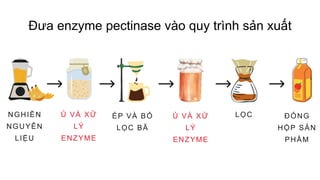 Enzyme pectinase.pptx