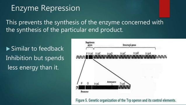 regulation of enzyme in microorganisms by Swati Raina | PPT