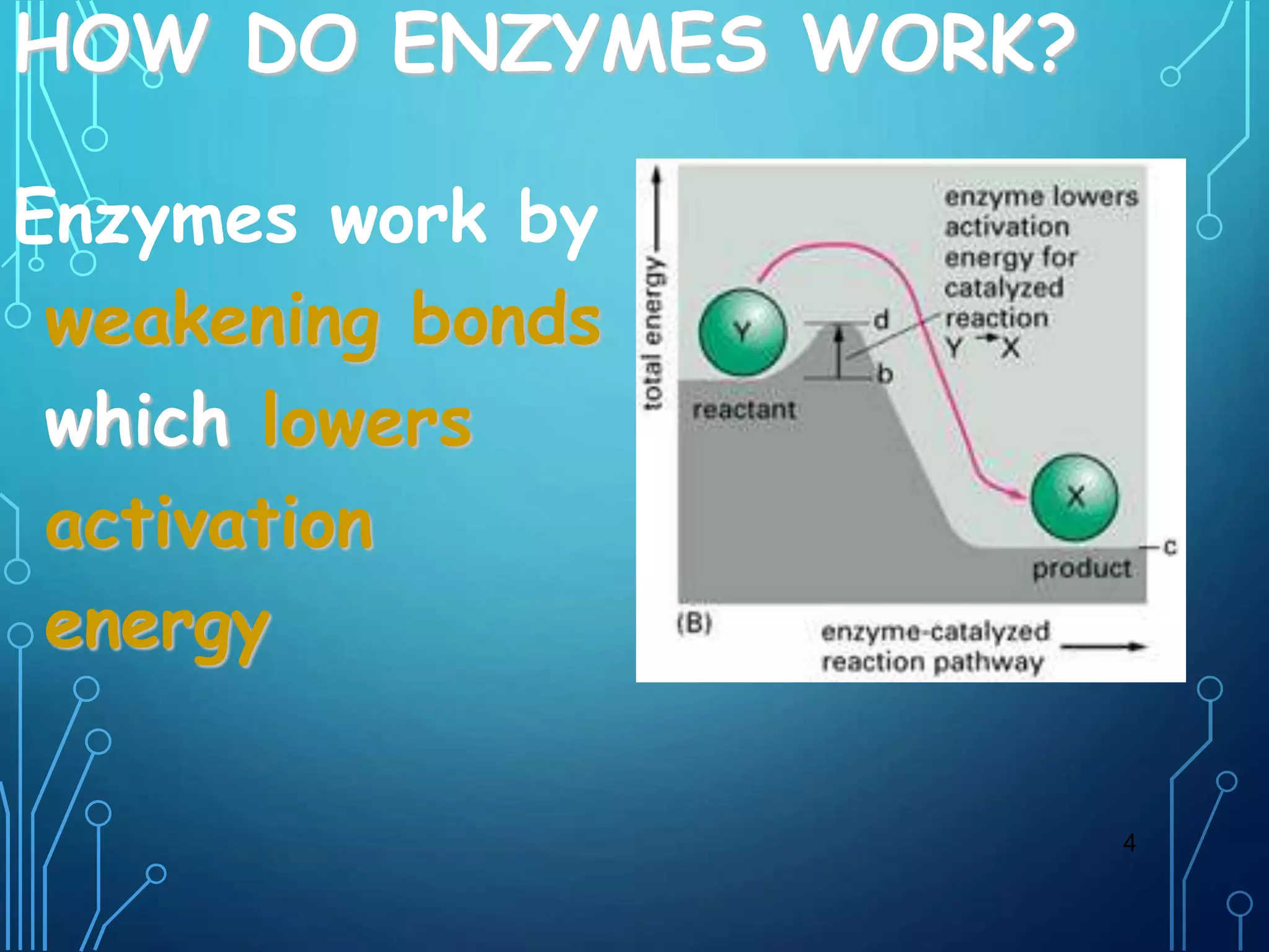 Enzyme ppt | PPT