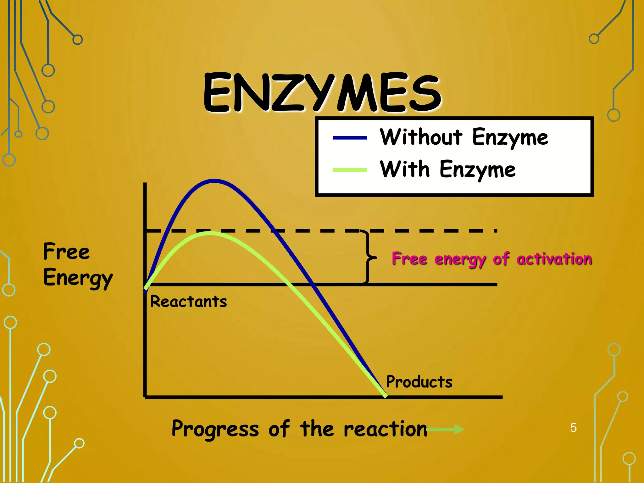 Enzyme ppt | PPT