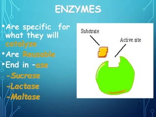 Enzyme ppt | PPT