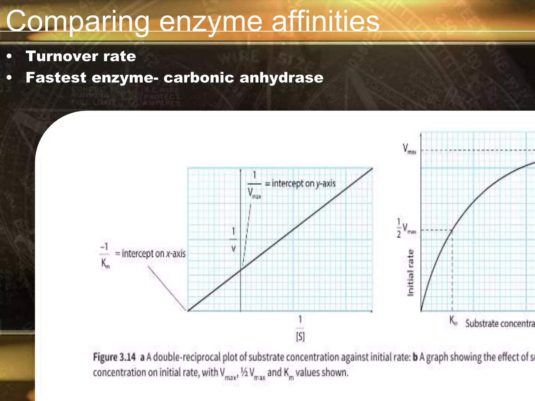 enzyme ppt.ppt