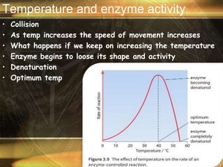 enzyme ppt.ppt