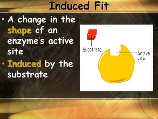enzyme ppt.ppt