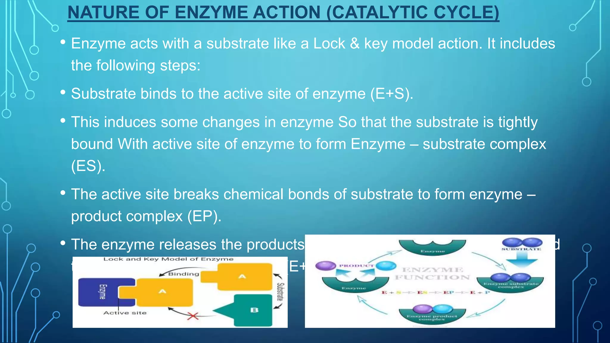 enzyme ppt.pptx