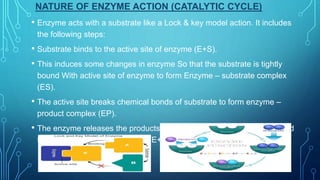 enzyme ppt.pptx