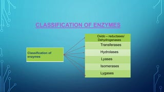 enzyme ppt.pptx