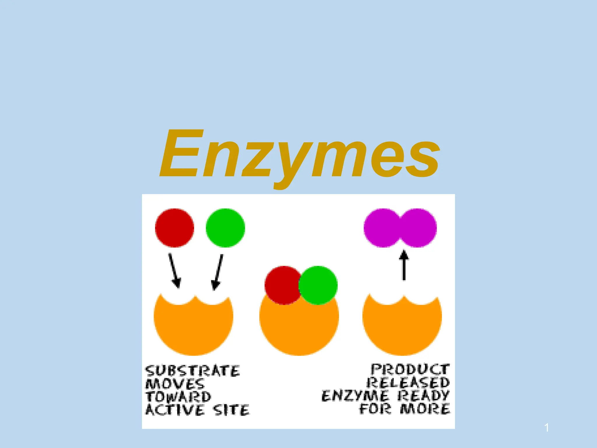 Enzymes Topic - Power Point Presentation | PPTX