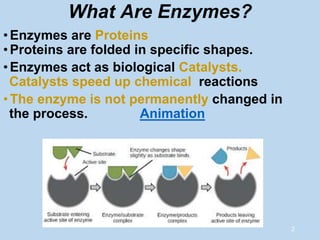 Enzymes Topic - Power Point Presentation | PPTX