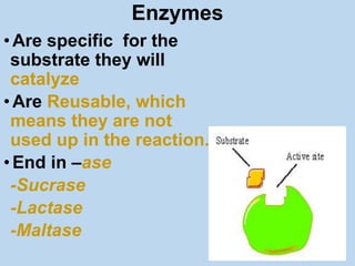 Enzymes Topic - Power Point Presentation | PPTX