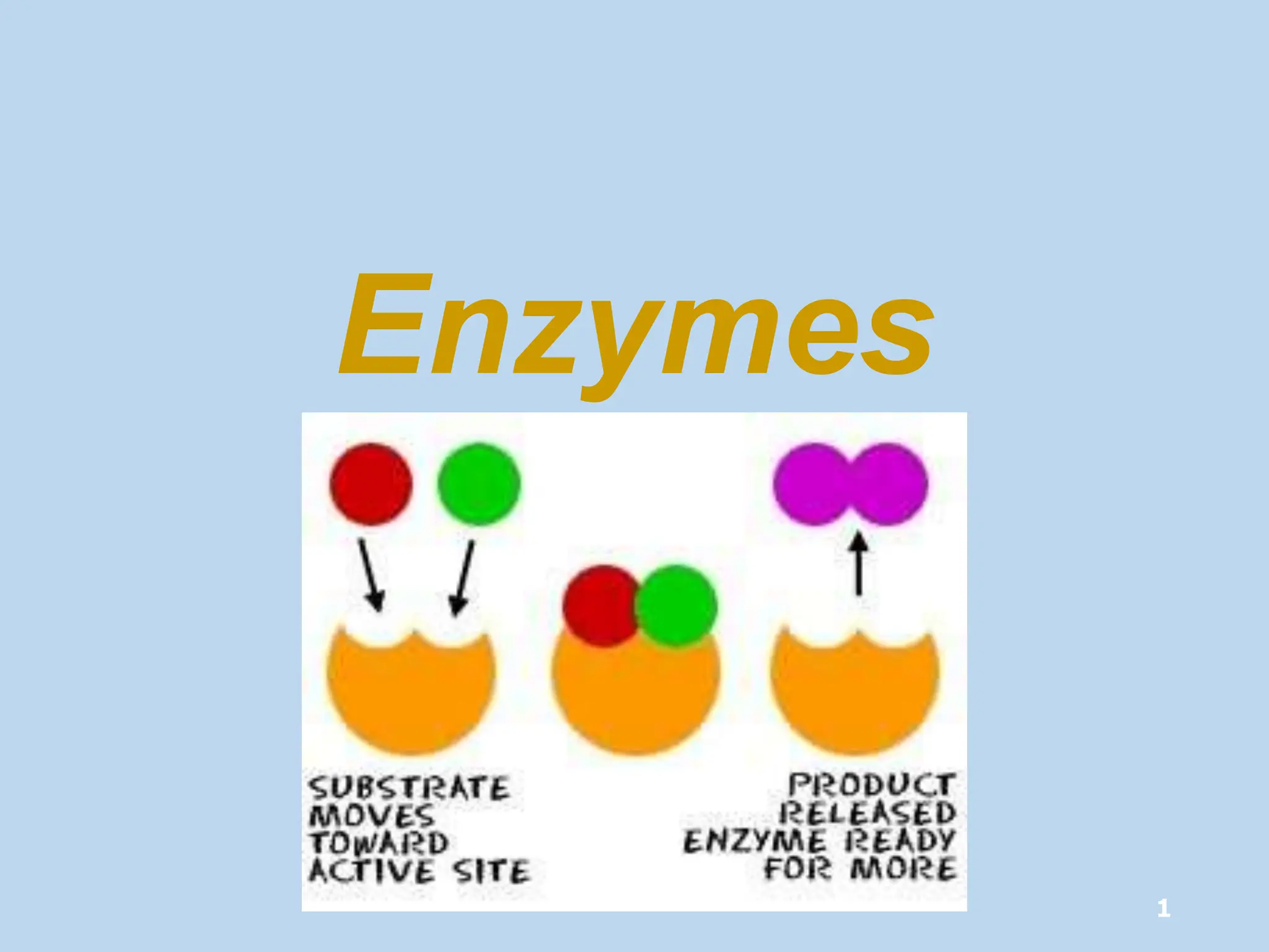 enzyme , its working, factors affecting enzymes | PPT