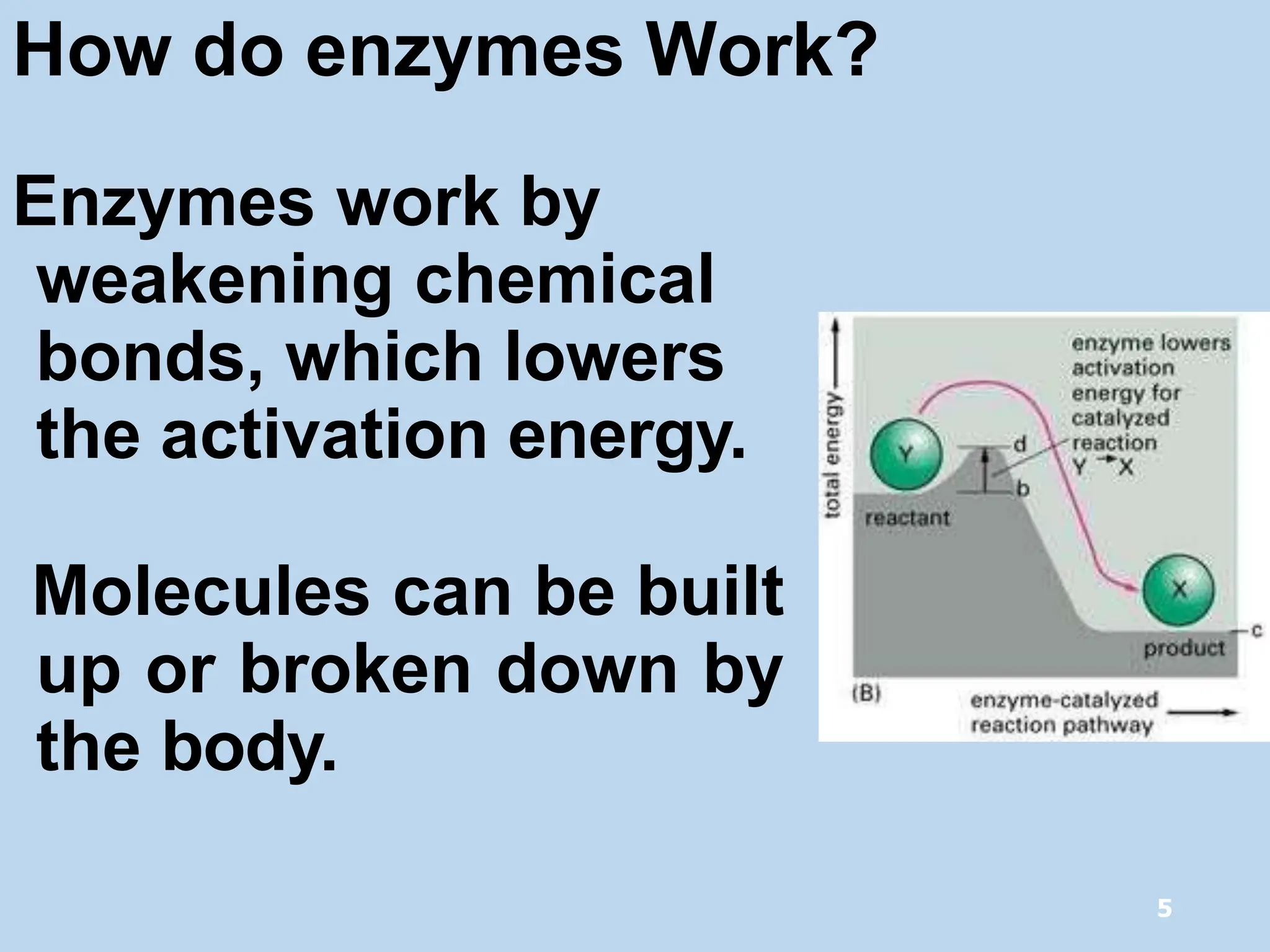 enzyme , its working, factors affecting enzymes | PPT