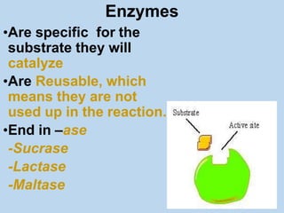 enzyme , its working, factors affecting enzymes | PPT